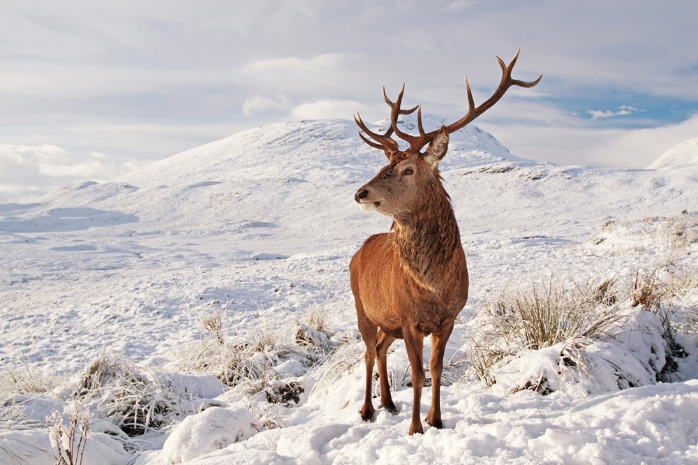 Animal photo gallery | Scottish Landscape and Wildlife Photography by ...