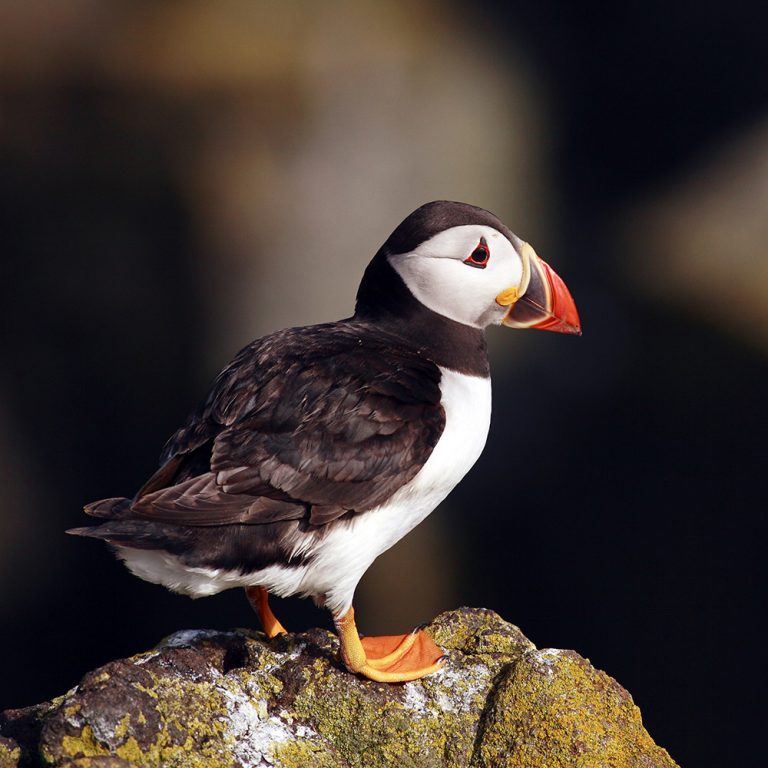 Atlantic-Puffin – Photography by Grant Glendinning